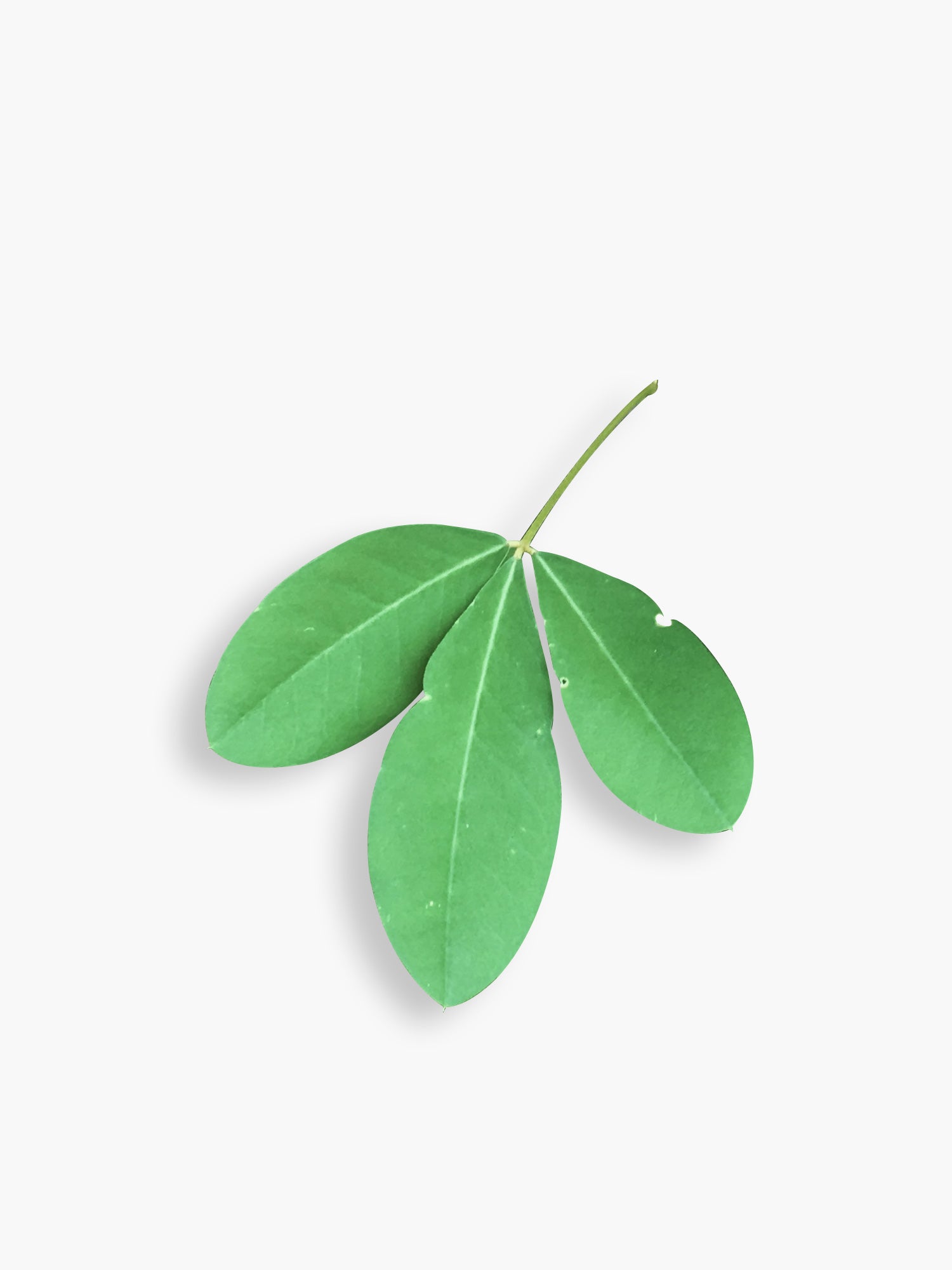 Fresh Chipilin – Chino Valley Produce Company, LLC